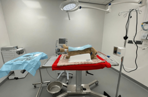 Facilities | Rackheath Vets | Norfolk