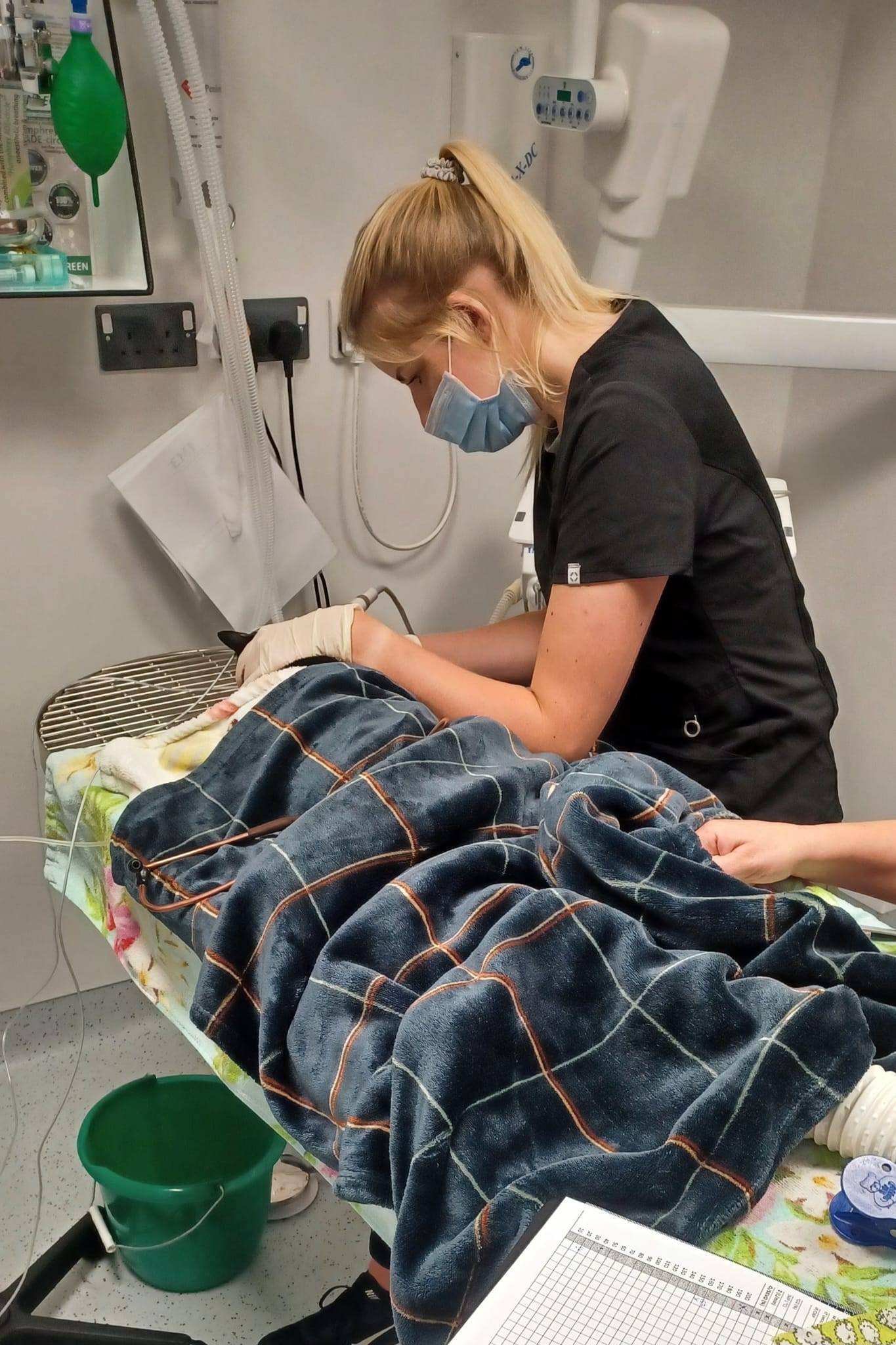 Dental Treatment For Dogs | Rackheath Vets | Norfolk