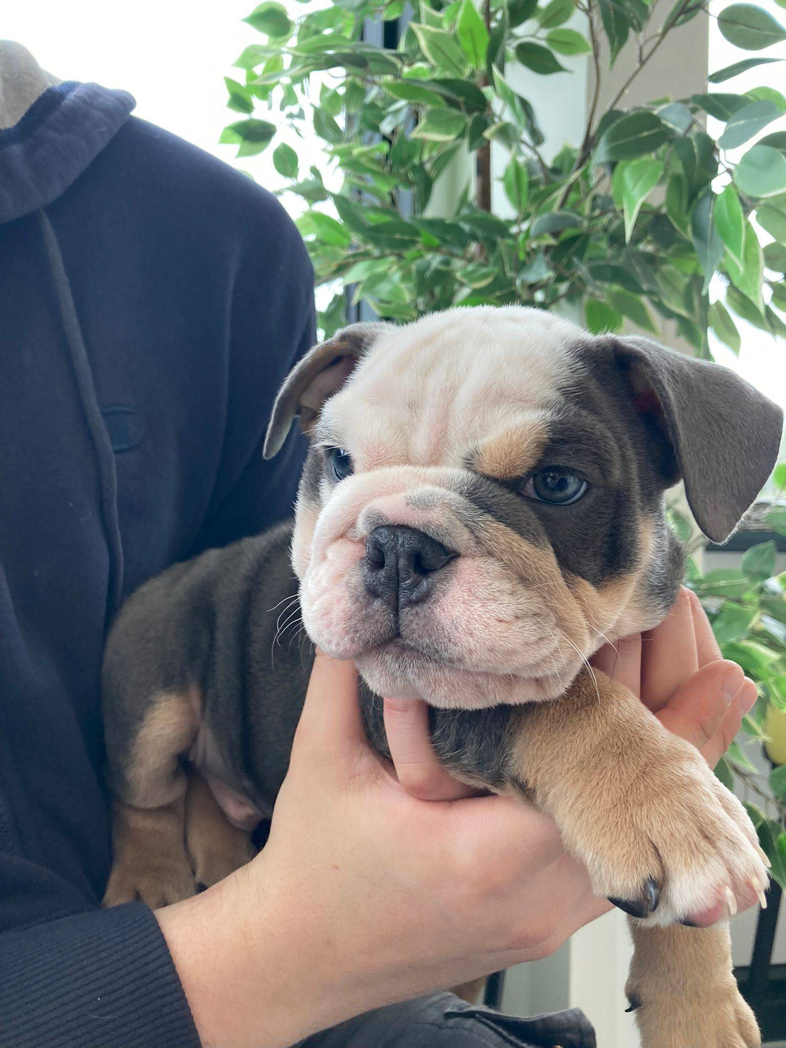 Puppy Parties | Rackheath Vets | Norfolk