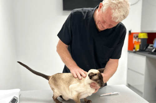 About Us | Rackheath Vets | Norfolk