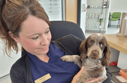 About Us | Rackheath Vets | Norfolk