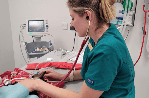 Local Vet | Rackheath Vets | Norwich